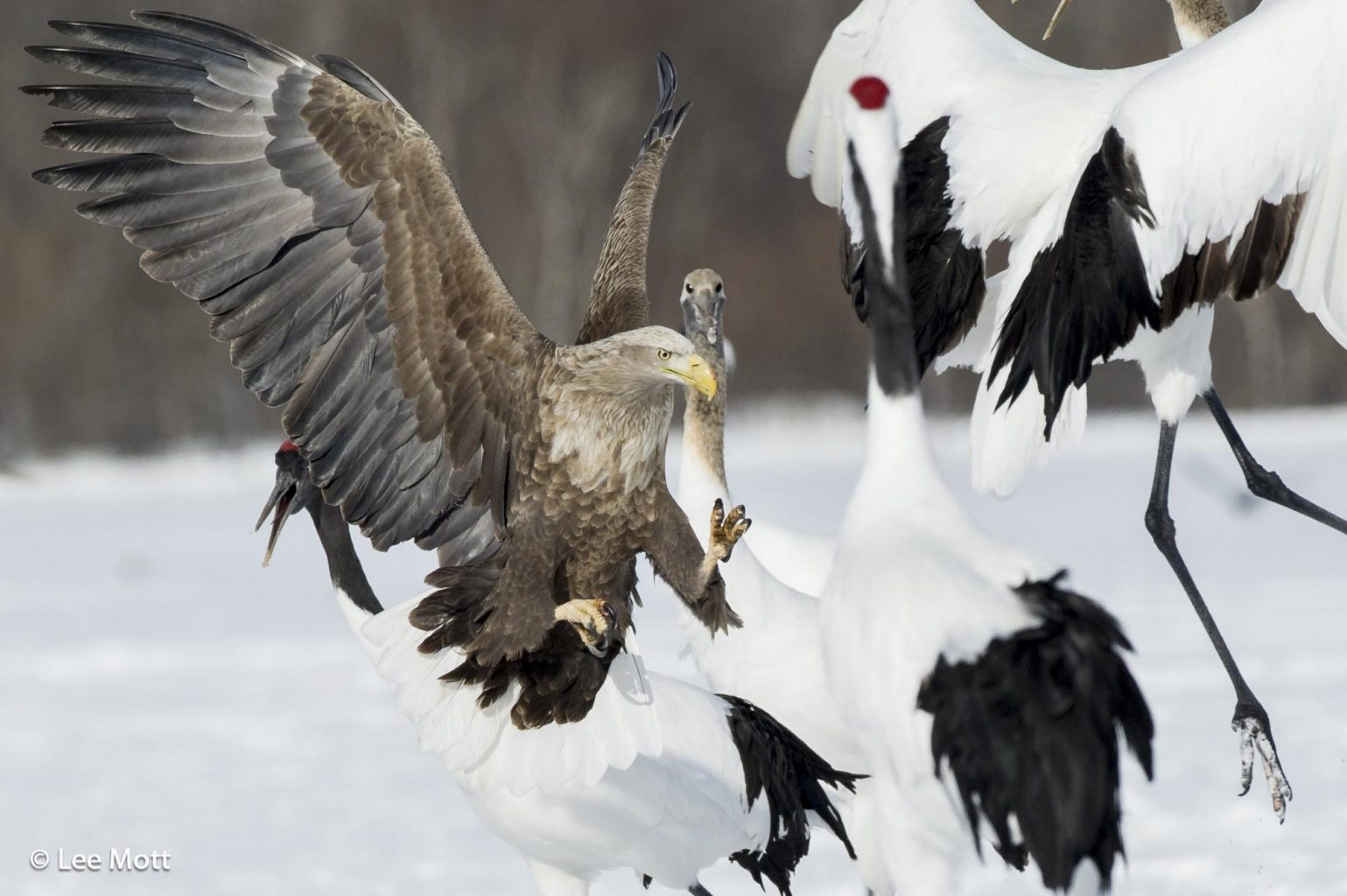 Why the Polish Eagle? The Story Behind Poland's Loved Symbol