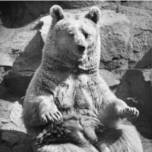 Wojtek The Bear, Poland's Unlikely Heroic Soldier