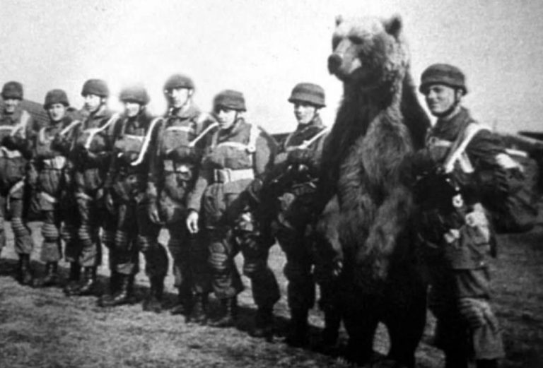 Wojtek The Bear, Poland's Unlikely Heroic Soldier